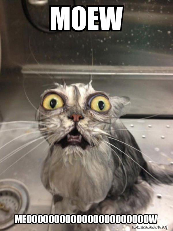 MOEW MEOOOOOOOOOOOOOOOOOOOOOOW - Cat bath Meme Generator