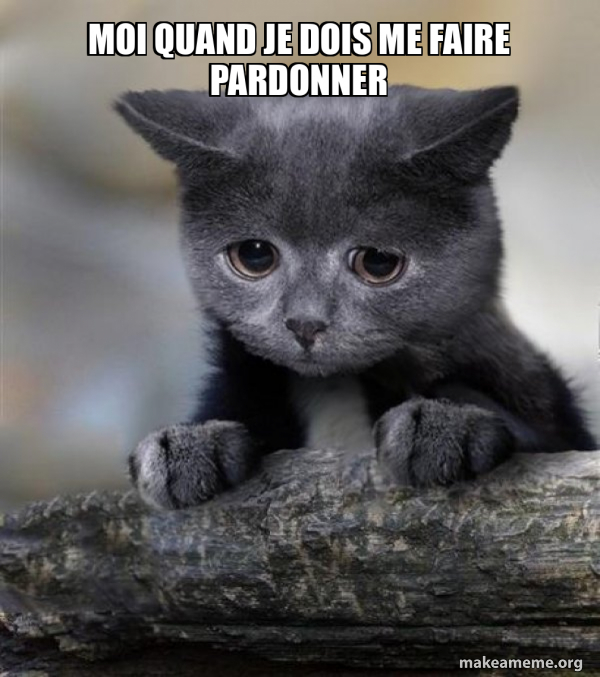 moi quand je dois me faire pardonner - Confession Cat Meme Generator