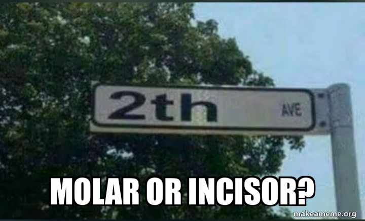 molar or incisor? Meme Generator
