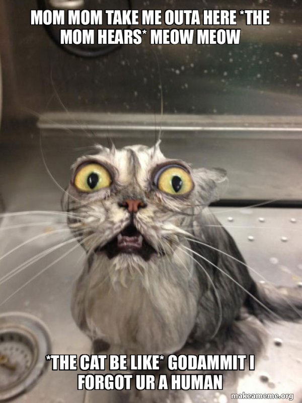 MOM MOM TAKE ME OUTA HERE *the mom hears* meow meow *the cat be like ...