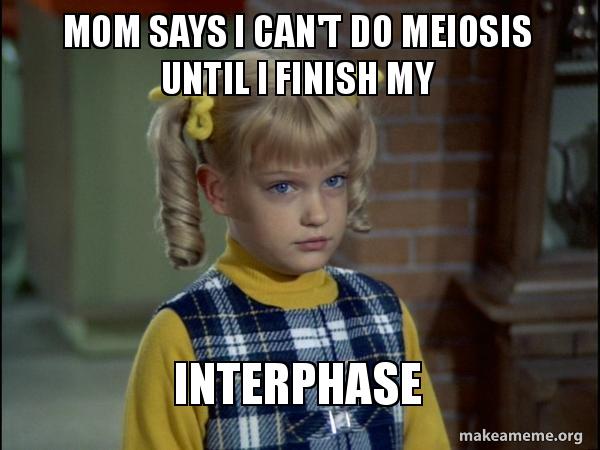 MOM SAYS I CAN'T DO MEIOSIS UNTIL I FINISH MY INTERPHASE - Cindy Brady ...