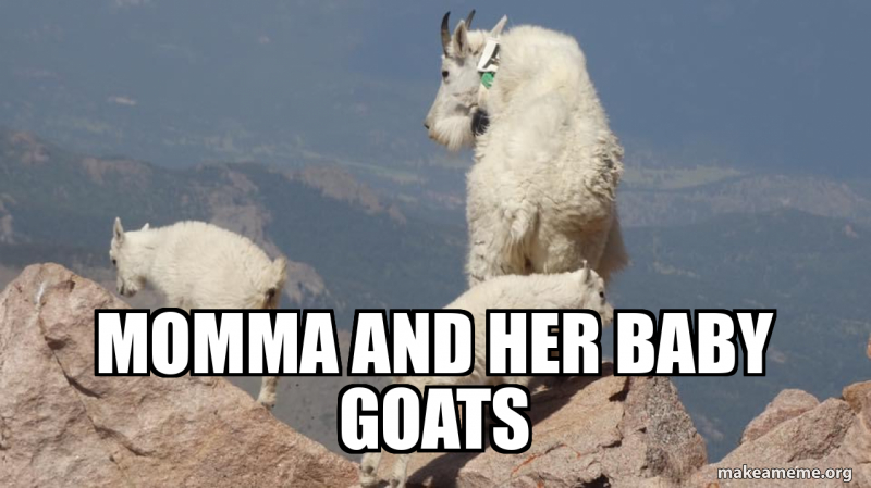 momma and her baby goats Meme Generator