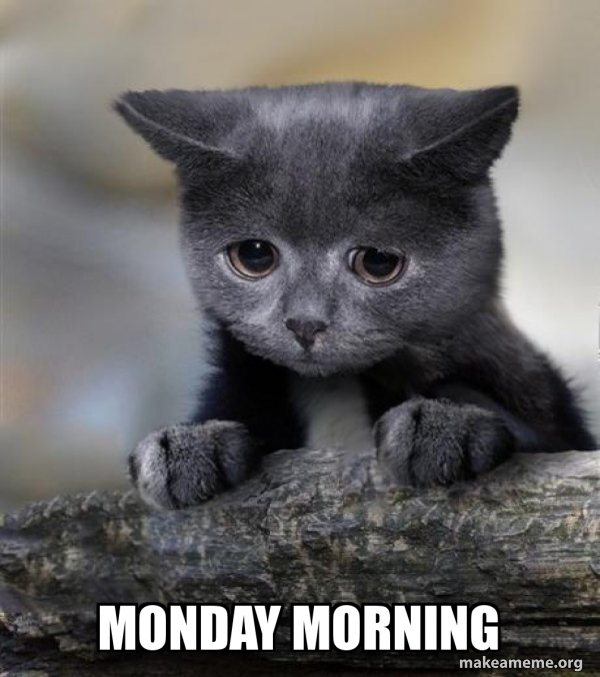 Monday Cat Pictures