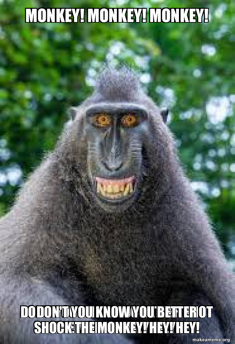 Monkey! Monkey! Monkey! Don't you know you better shock the monkey! hey ...