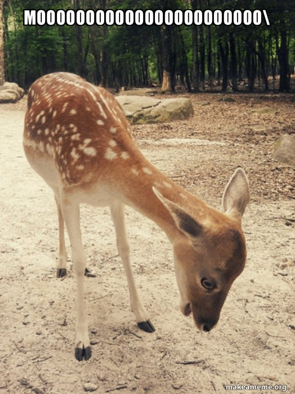 mooooooooooooooooooooooo\ - O M G Deer Meme Generator