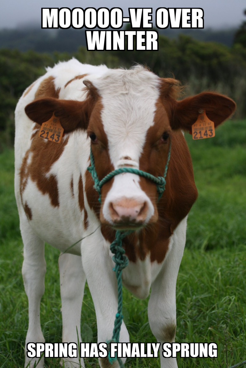 Mooooo-ve over winter Spring has finally sprung Meme Generator