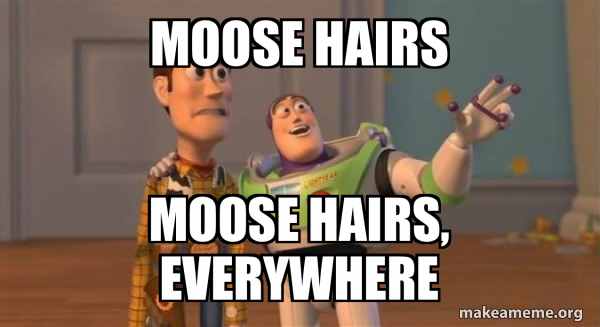 Moose hairs Moose hairs, everywhere - Buzz and Woody (Toy Story) Meme ...