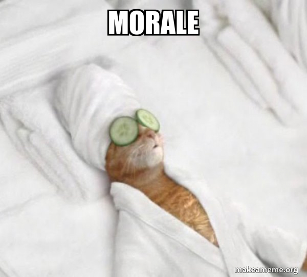 MORALE - Pampered Cat Meme Meme Generator