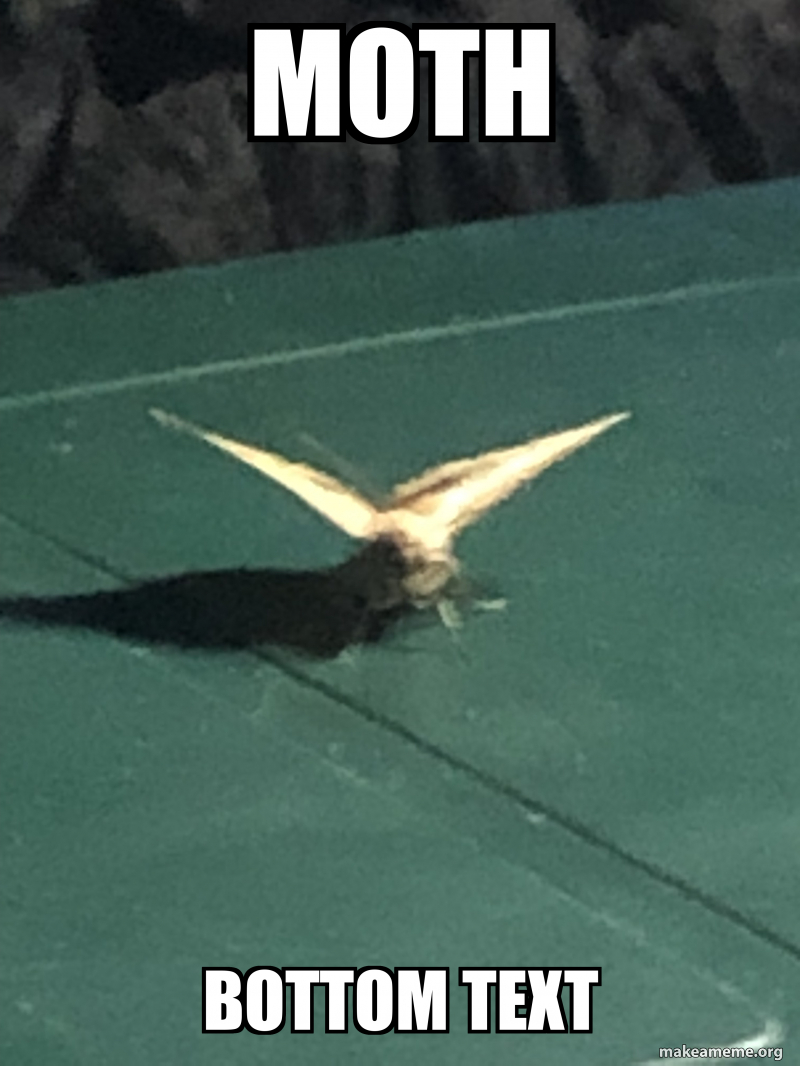 Moth Bottom text Meme Generator