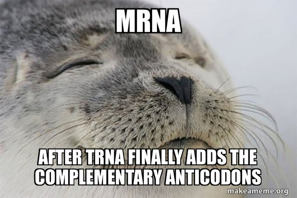 MRNA After TRNA finally adds the complementary anticodons - Satisfied ...