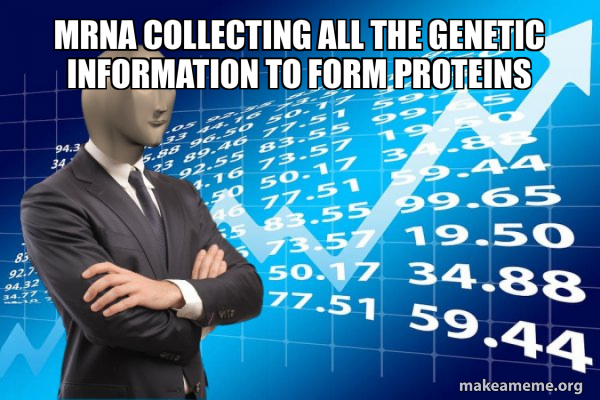 mRNA collecting all the genetic information to form proteins - Stonks ...