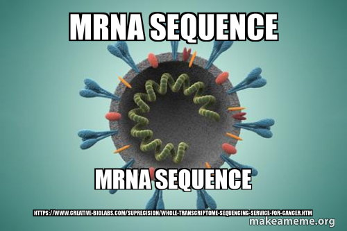 mRNA sequence mRNA sequence https://www.creative-biolabs.com ...