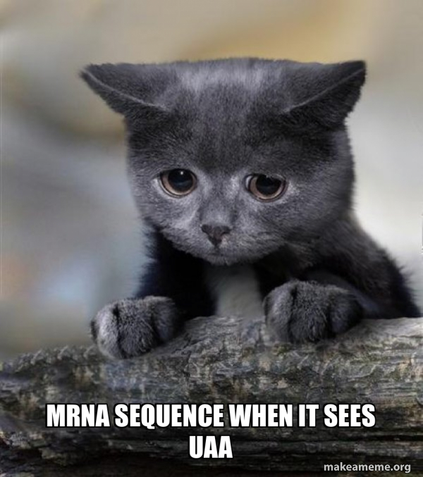mRNA sequence when it sees UAA - Confession Cat Meme Generator