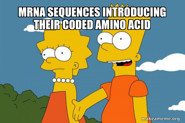 mRNA sequences introducing their coded amino acid - Bart and Lisa Chat ...