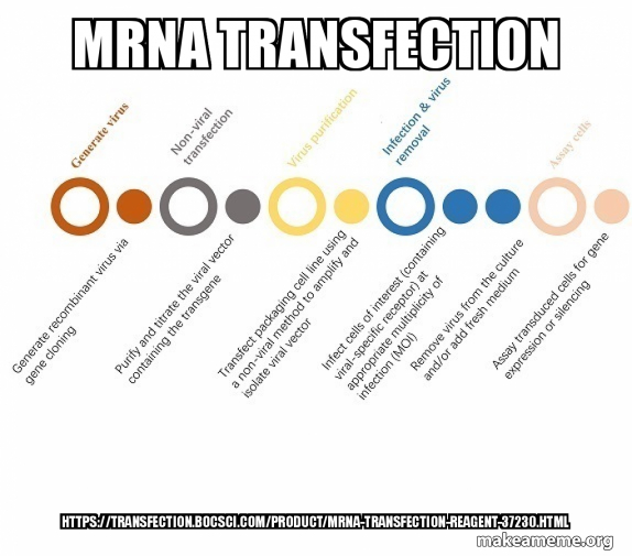 mrna transfection https://transfection.bocsci.com/product/mrna ...