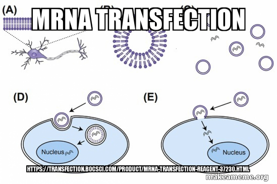 mrna transfection https://transfection.bocsci.com/product/mrna ...