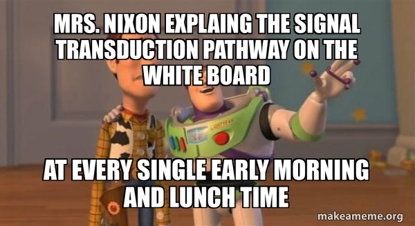 Mrs. Nixon Explaing the signal transduction pathway on the white board ...