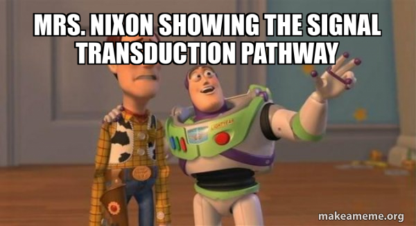 Mrs. Nixon showing the signal transduction pathway - Buzz and Woody ...