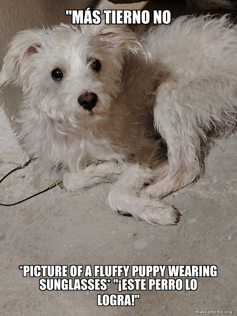 "Más tierno No *Picture of a fluffy puppy wearing sunglasses* "¡Este ...