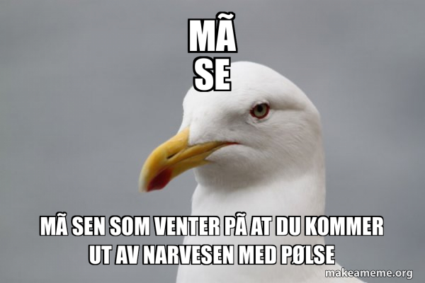 måse måsen som venter på at du kommer ut av narvesen med pølse - Stuff ...