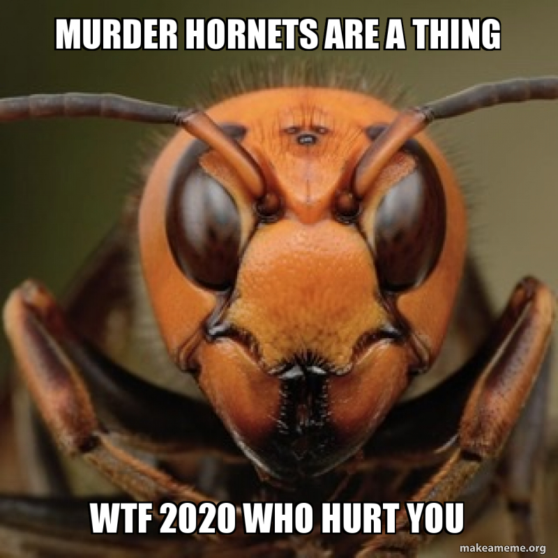MURDER HORNETS ARE A THING WTf 2020 who hurt you Meme Generator