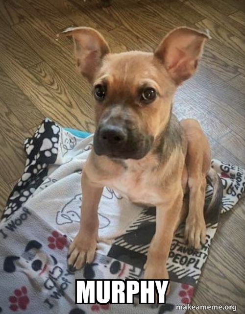Murphy Meme Generator