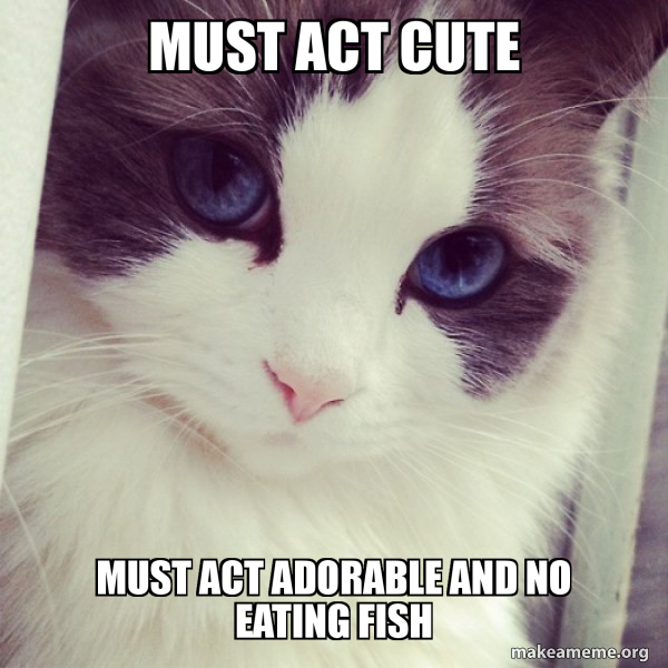 Must act cute Must act adorable and no eating fish - Ridiculously ...