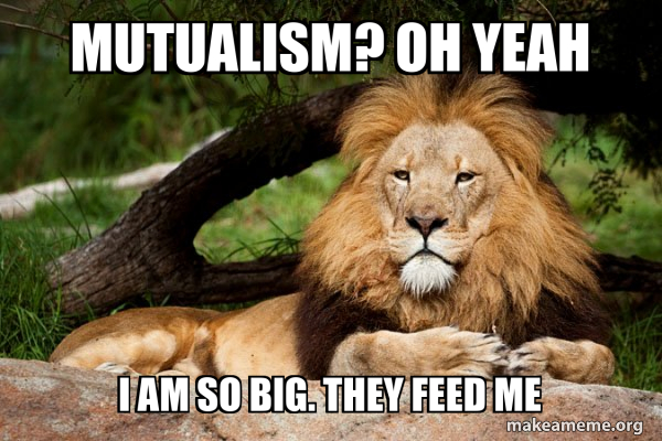 mutualism? Oh yeah i am so big. they feed me - Contemplative Lion Meme ...