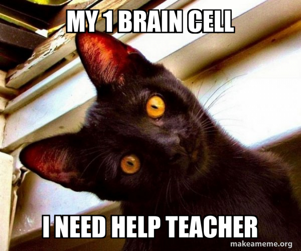 my 1 brain cell I need help teacher - Overly Attached Cat Meme Generator
