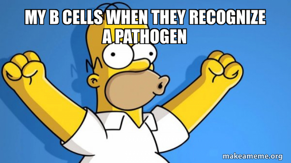 My B cells when they recognize a pathogen - Happy Homer Meme Generator