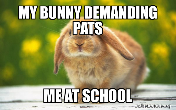 My bunny demanding pats Me at school - Regretful Rabbit Meme Generator