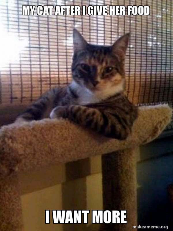 my cat after i give her food i want more - The Most Interesting Cat in ...