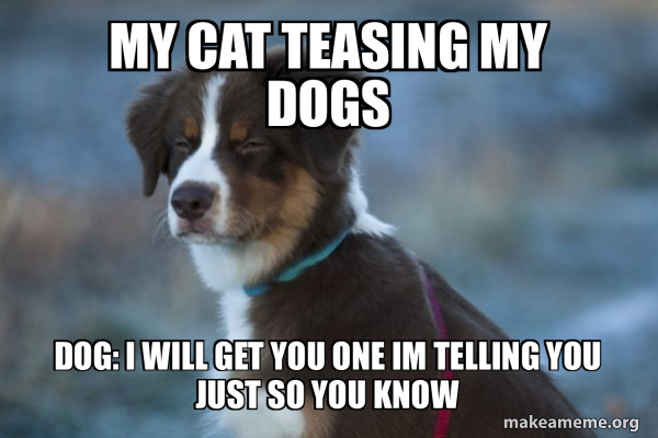my cat teasing my dogs dog: i will get you one im telling you just so ...