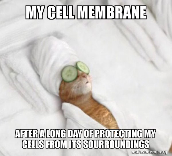 My cell membrane after a long day of protecting my cells from its ...