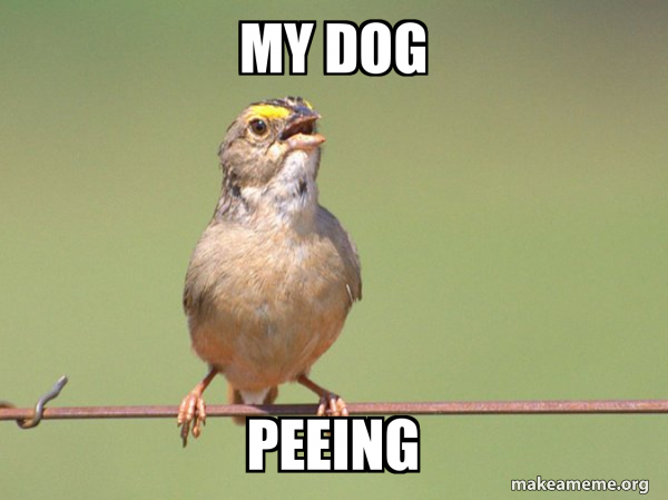 my dog peeing - Common Opinion Sparrow Meme Generator