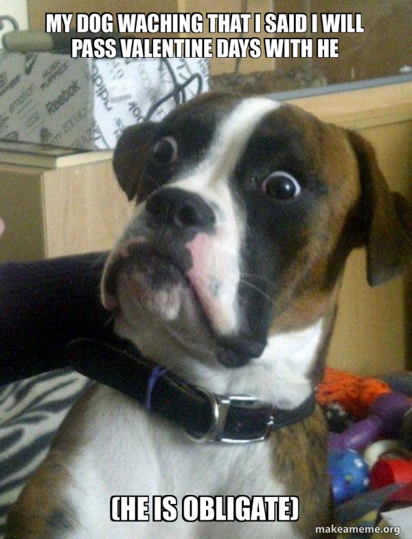 my dog waching that I said i Will pass Valentine days with he (he is ...