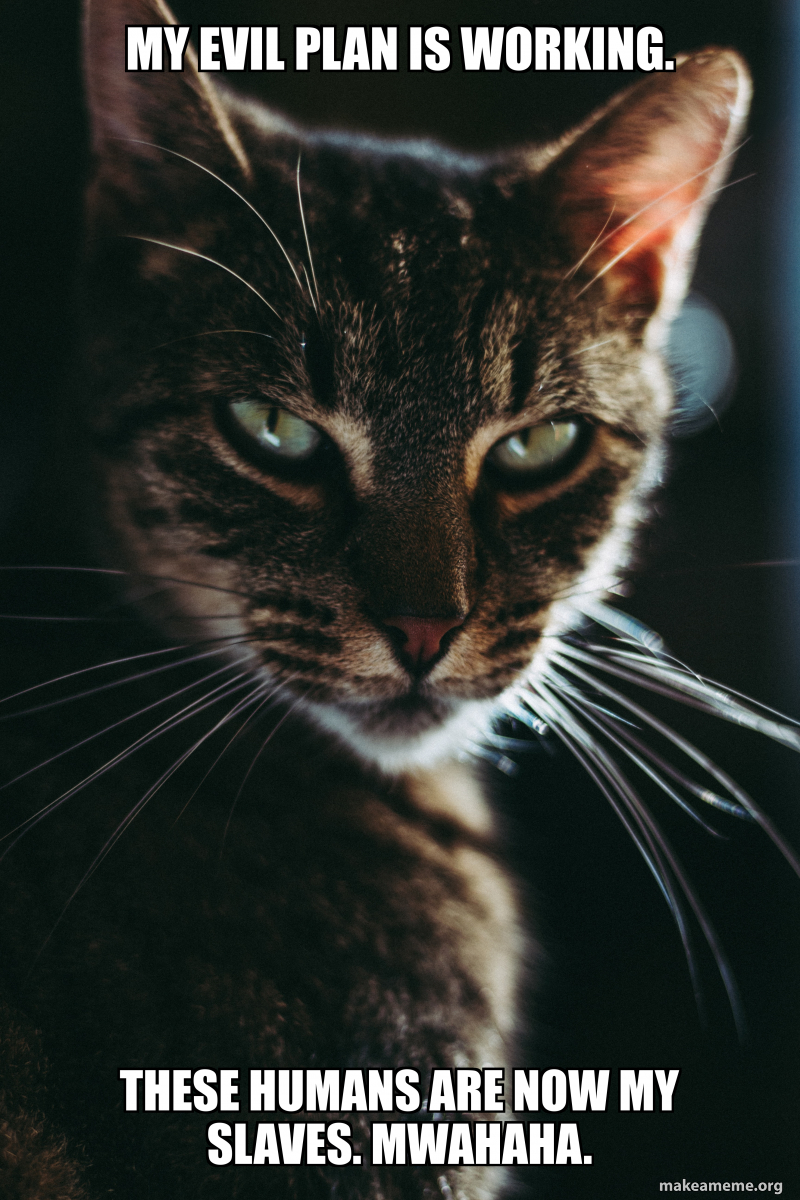 My evil plan is working. These humans are now my slaves. Mwahaha. Meme ...