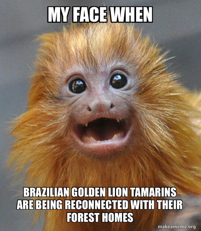 my face when brazilian golden lion tamarins are being reconnected with ...