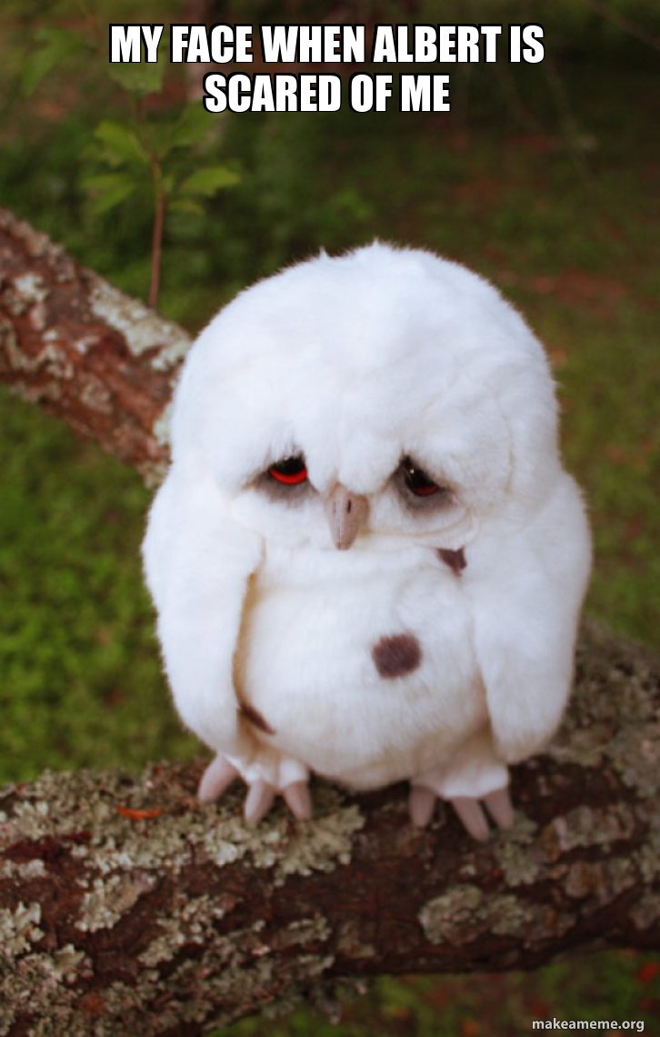 My Face When Albert is Scared of Me - Sad Owl Meme Generator