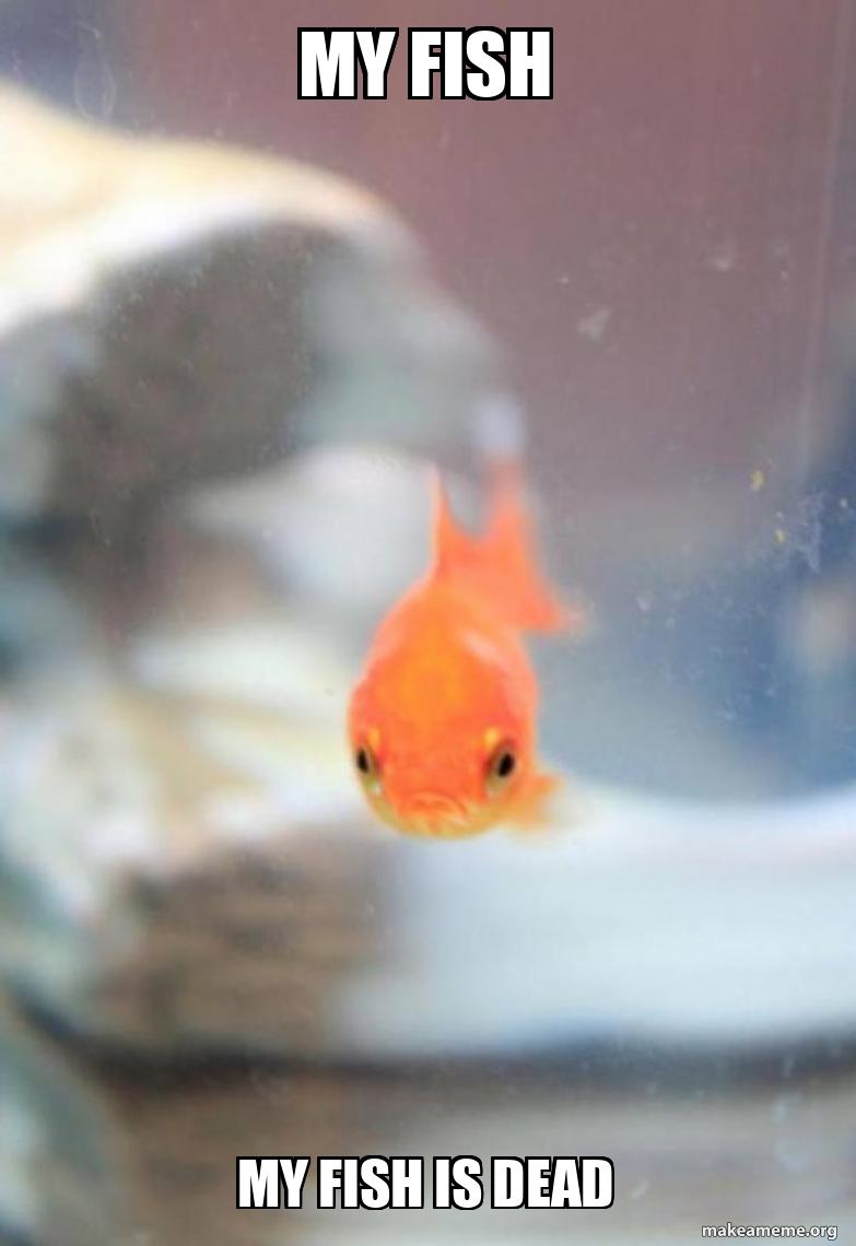 my fish my fish is dead - Grumpy Fish Meme Generator