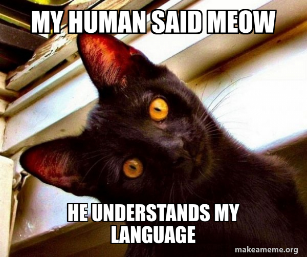 My human said meow HE understands my language - Overly Attached Cat ...