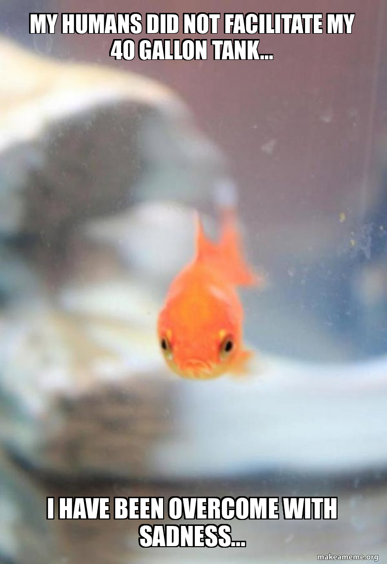 My humans did not facilitate my 40 gallon tank... I have been overcome ...