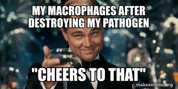 My macrophages after destroying my pathogen "cheers to that" - Great ...