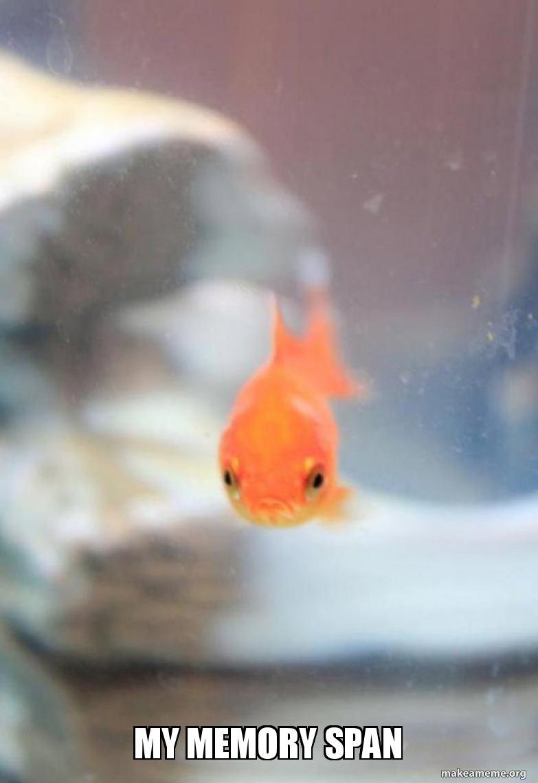 My Memory Span - Grumpy Fish Meme Generator