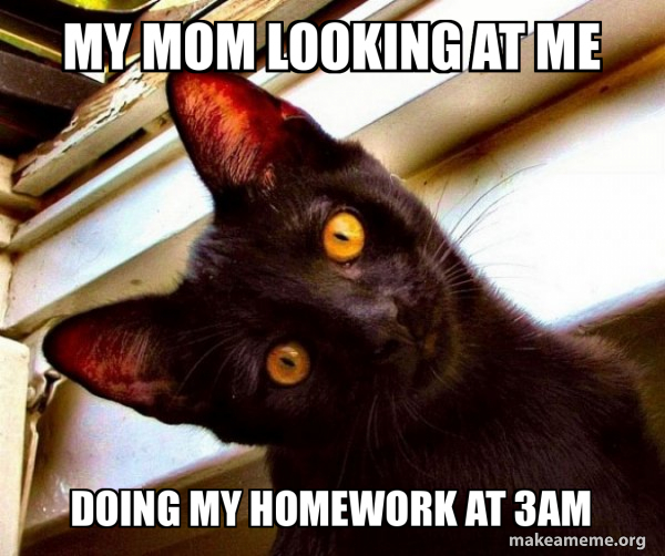 My mom looking at me doing my homework at 3am - Overly Attached Cat ...