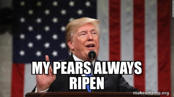 My pears always ripen - Donald Trump Meme Generator