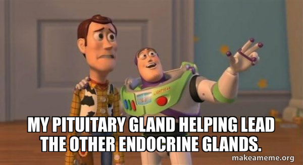 My pituitary gland helping lead the other endocrine glands. - Buzz and ...