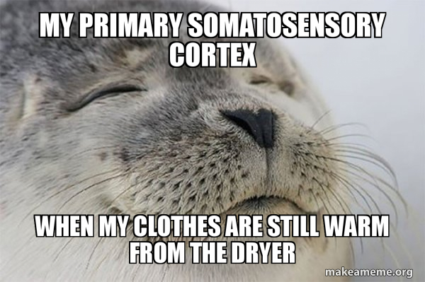 my primary somatosensory cortex when my clothes are still warm from the ...