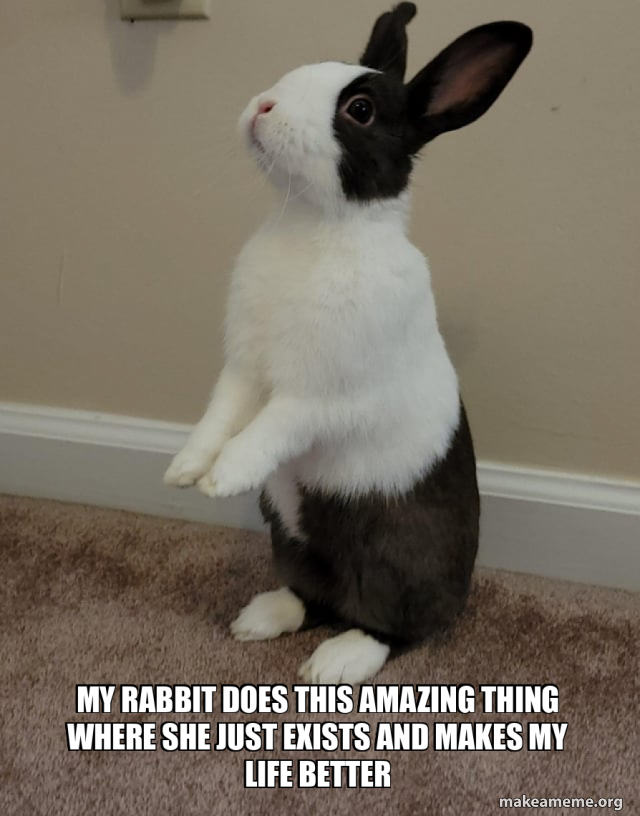 My rabbit does this amazing thing where she just exists and makes my ...