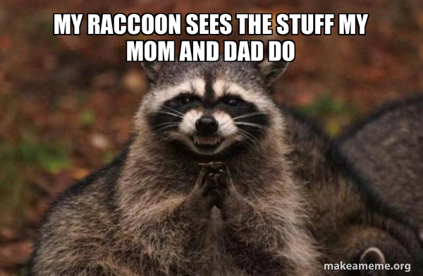 my raccoon sees the stuff my mom and dad do - Evil Plotting Raccoon ...